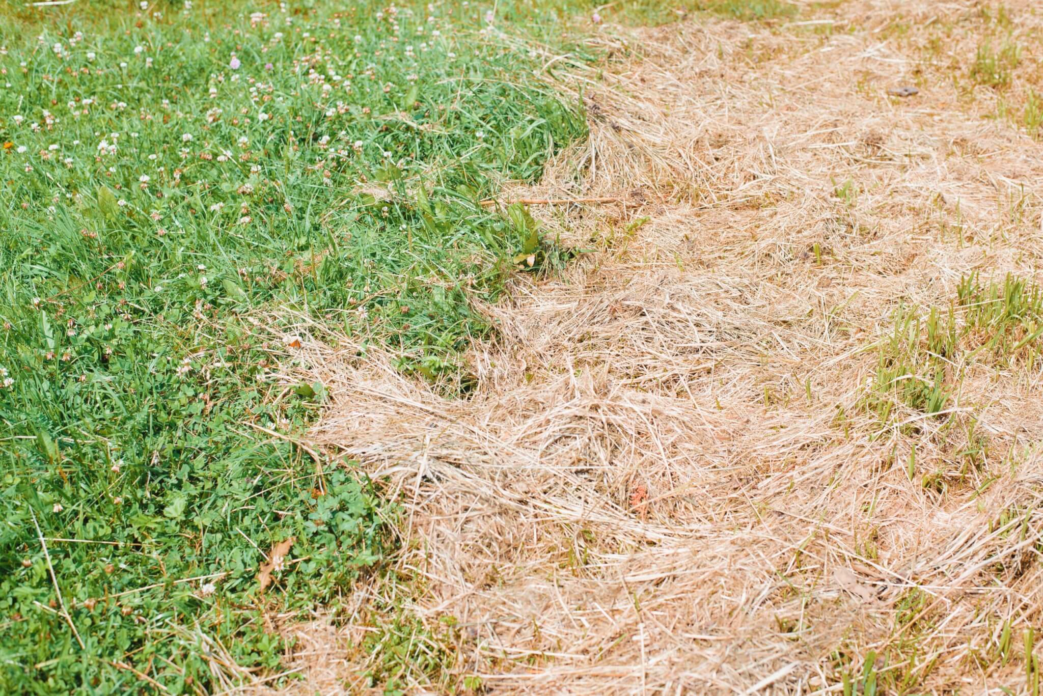Potassium Fertilizer: Strengthen Lawn Health & Defense