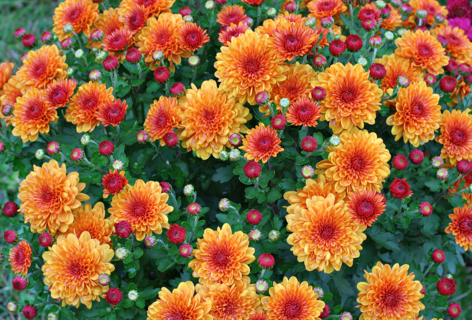 The Best Fall Plants for a Vibrant Autumn Garden Display