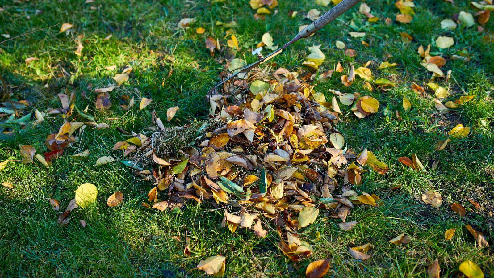 How to Reseed Lawn in Fall (Step-by-Step Guide for a Healthier Yard ...