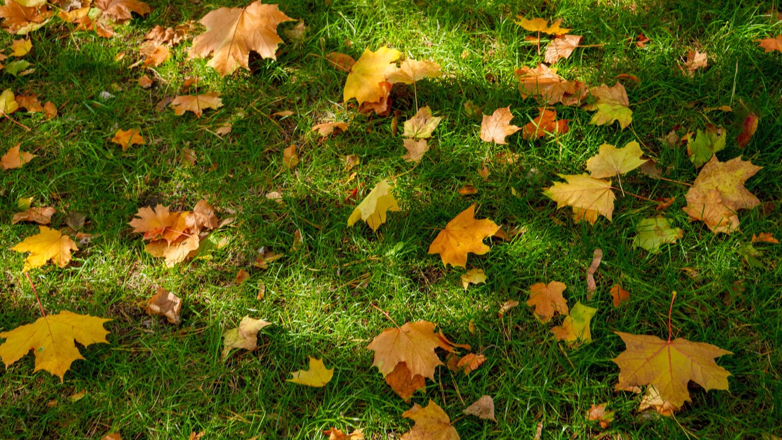 How to Reseed Lawn in Fall (Step-by-Step Guide for a Healthier Yard ...